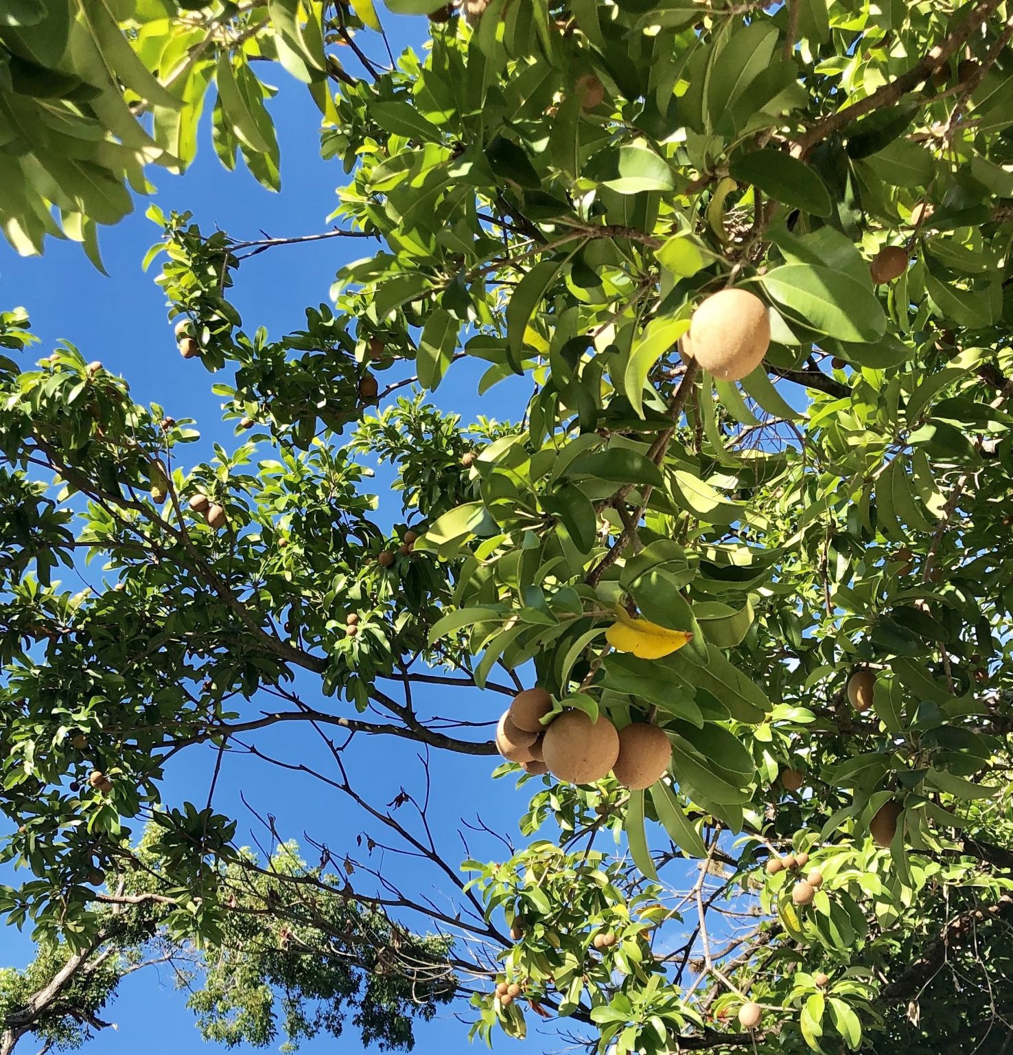 Unique Fruits of the US Virgin Islands, The Mesple – Flavors of St. Thomas