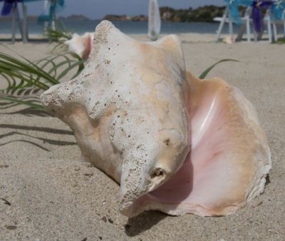 You HAVE to try the Conch in St. Thomas! – Flavors of St. Thomas